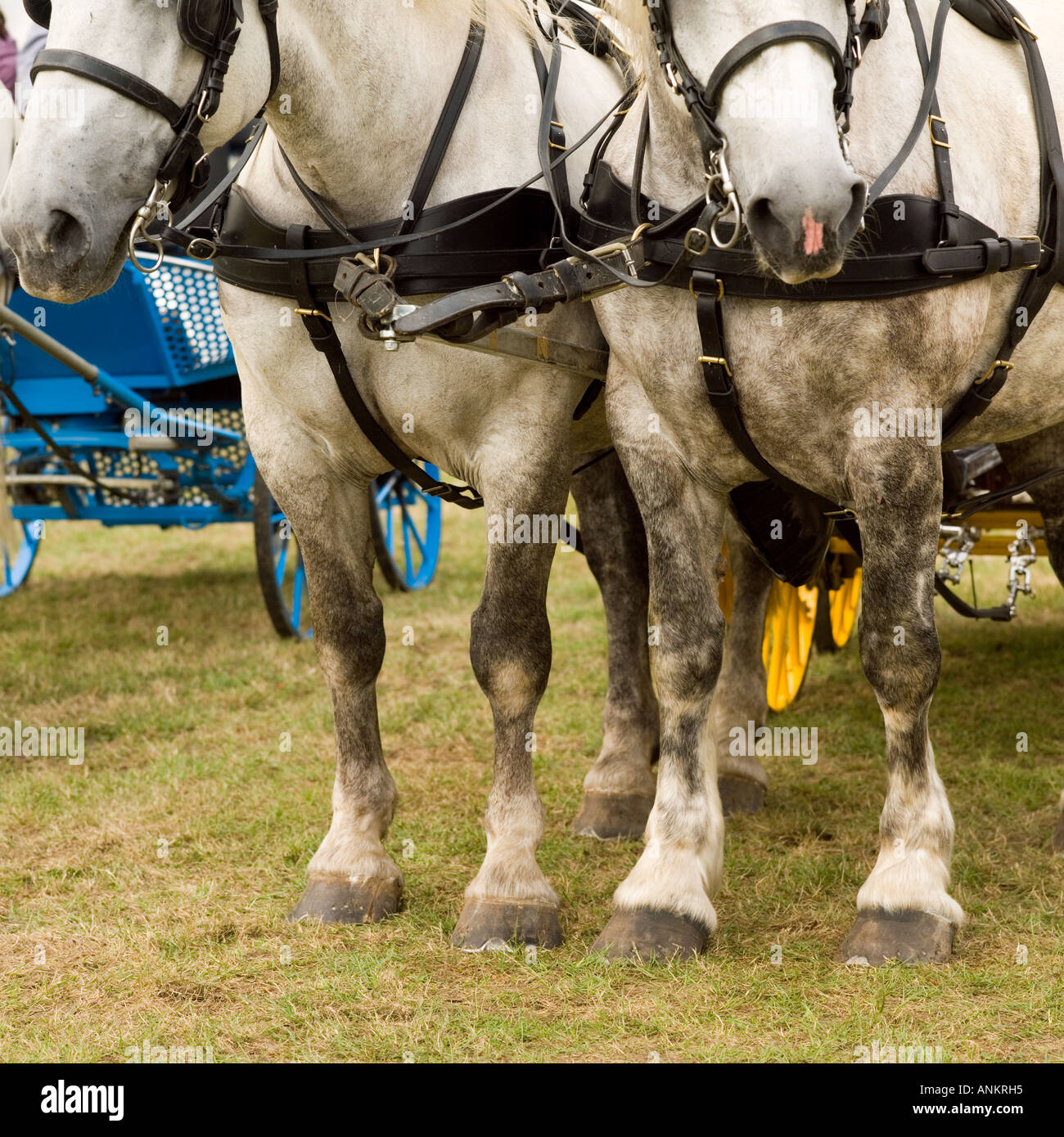 Clop Clop Lodando Il Sole