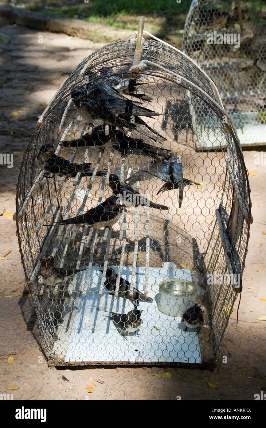 Caged Birds at Psar Thmei Market Phnom Penh Cambodia Stock Photo - Alamy