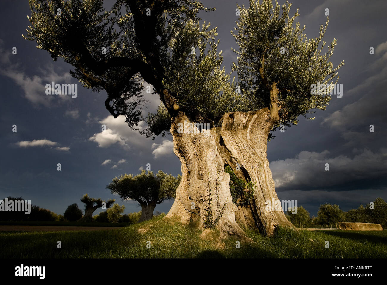 Old olive tree Spain Stock Photo - Alamy