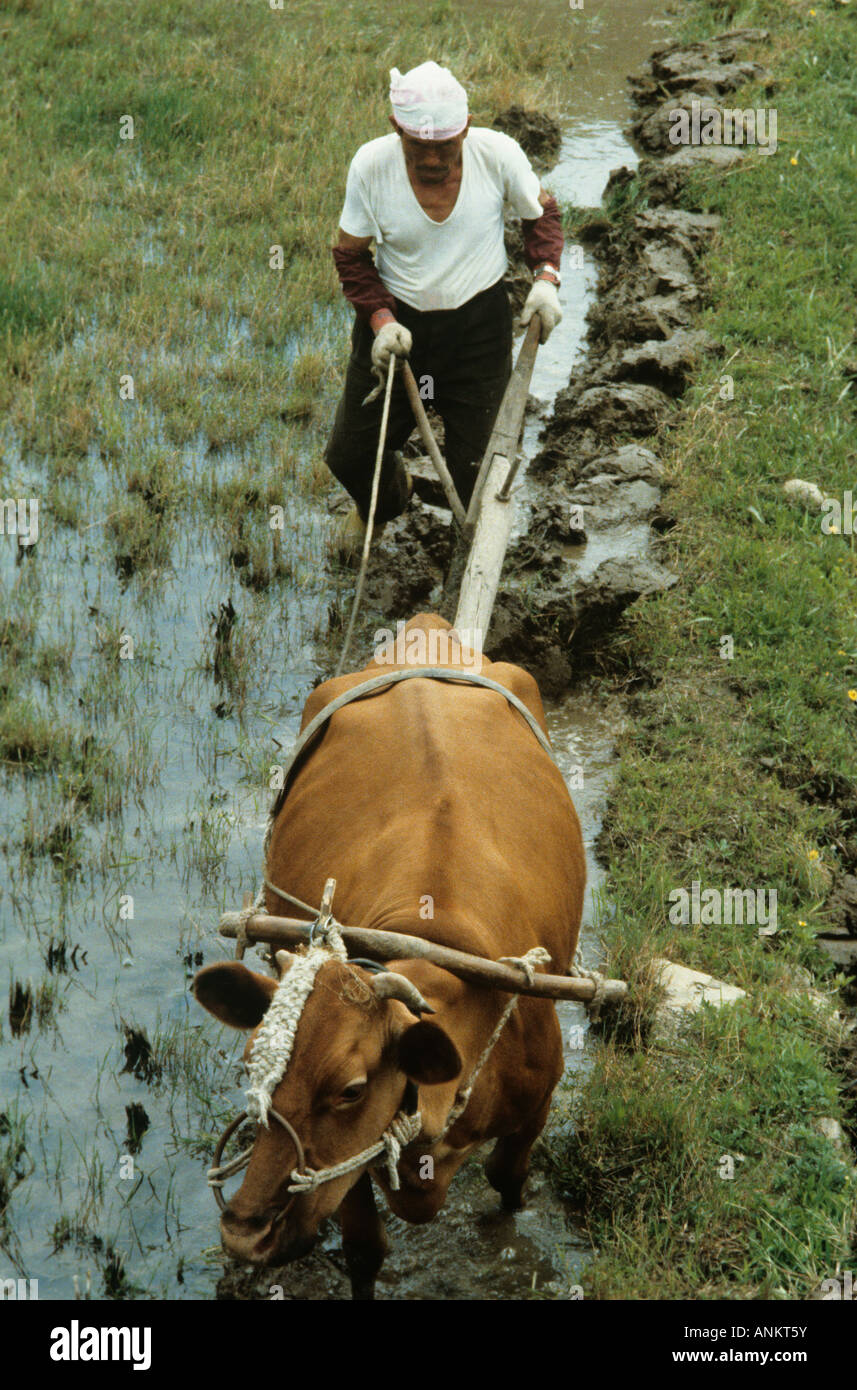 Farmer with plough hi-res stock photography and images - Alamy