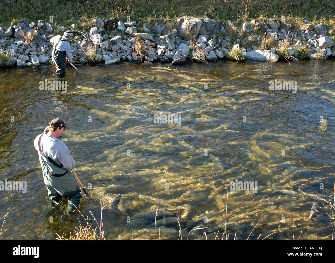 Gathering Dead Salmon from the Little Qualicum River Vancouver Island ...
