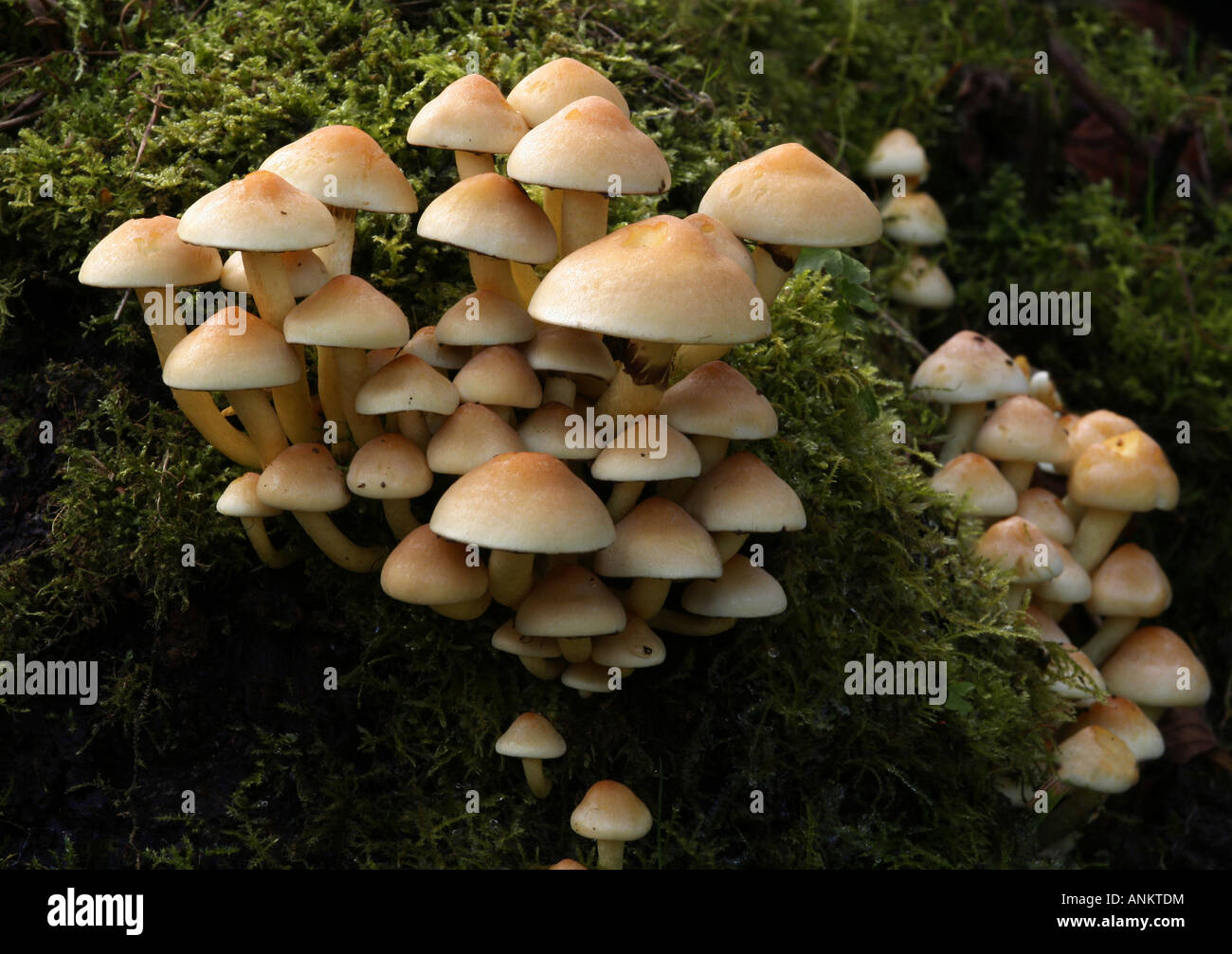 Sulphur Tuft Mushrooms (Hypholoma Fasciculare) growing on a old tree ...