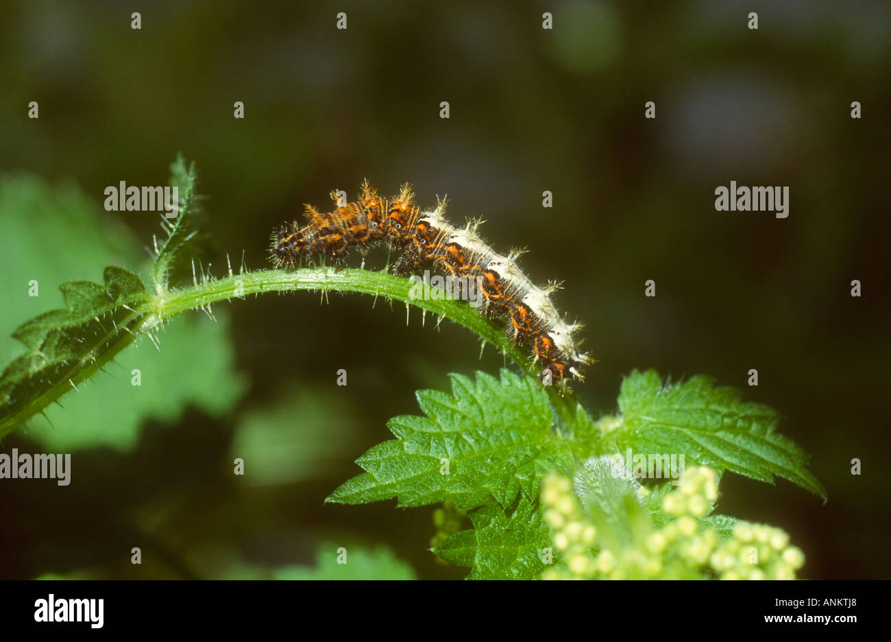 Coma Butterfly Polygonia c-album caterpillar feeding on Common ...