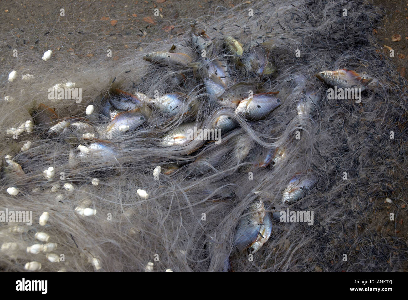 Flipping fish hi-res stock photography and images - Alamy