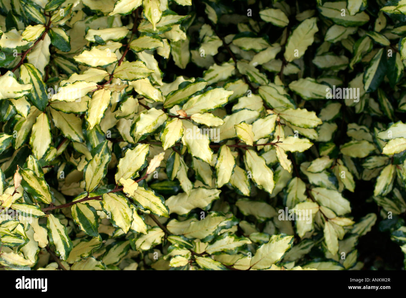 Elaeagnus Shrub High Resolution Stock Photography and Images - Alamy