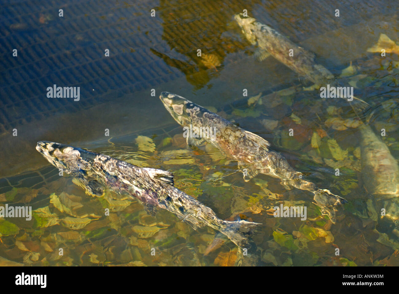 Canadian Chum Salmon waiting on their turn in the Gravel Spawning Beds ...