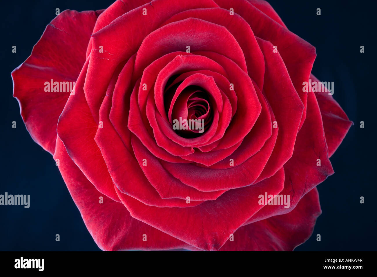 Beautiful close up of a single red rose blossom Stock Photo - Alamy