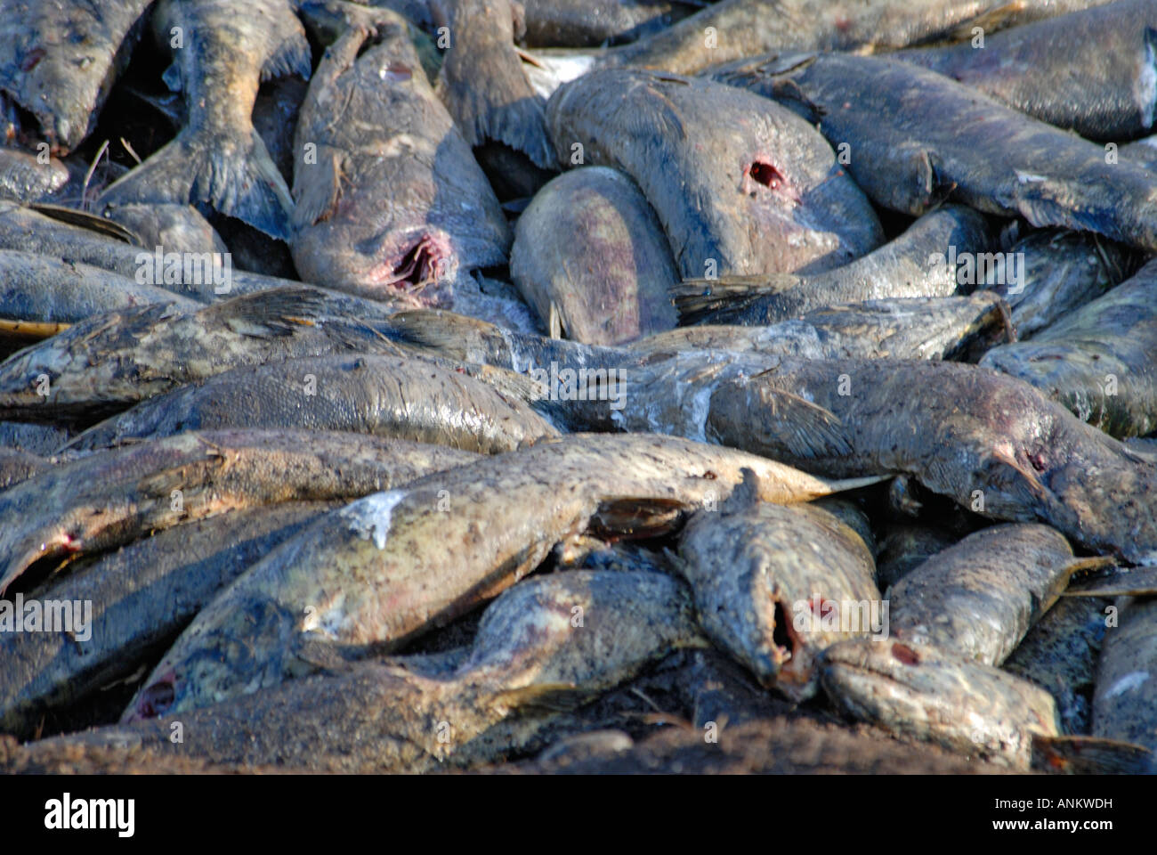 Gulls Birds feed on dead Canadian Chum Salmon ready for composting in a ...