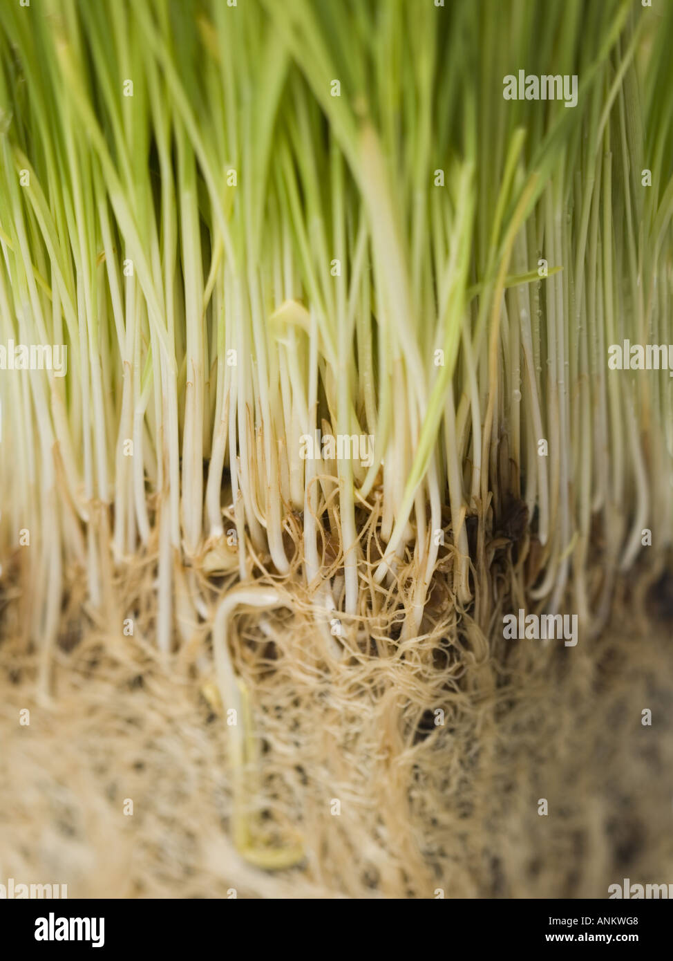 Grass with roots hi-res stock photography and images - Alamy