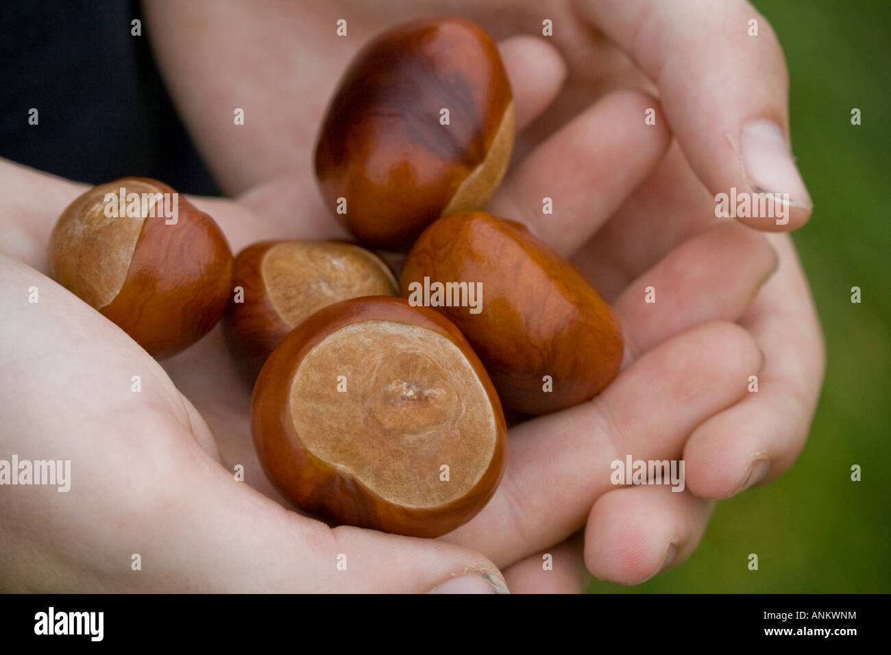 Shiny Conker High Resolution Stock Photography and Images - Alamy