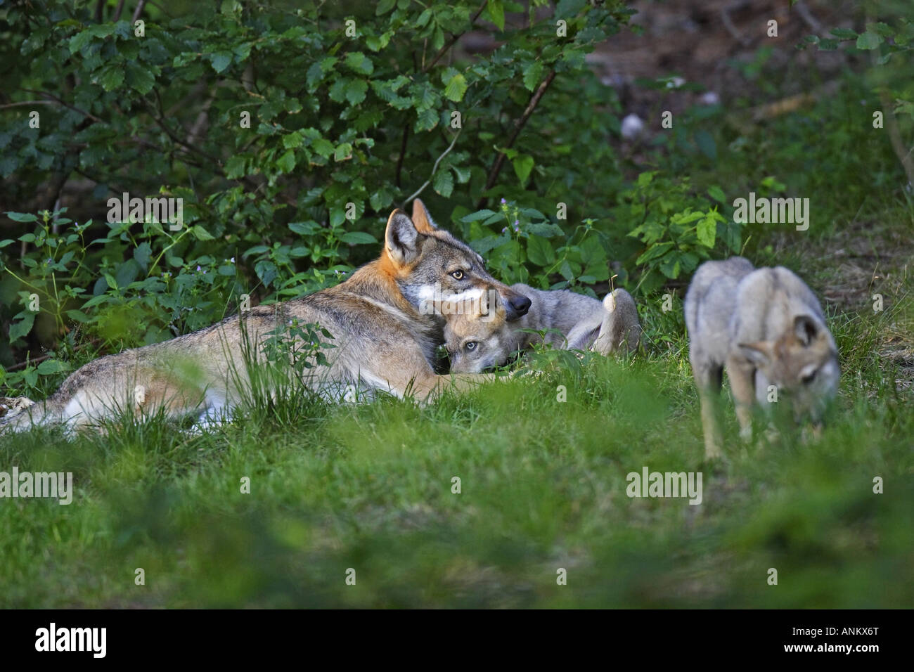 Baby wolves hi-res stock photography and images - Alamy