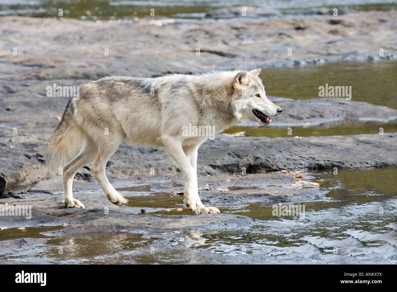 Gray Wolf Canis lupus Sandstone Pine County Minnesota United States 28 ...