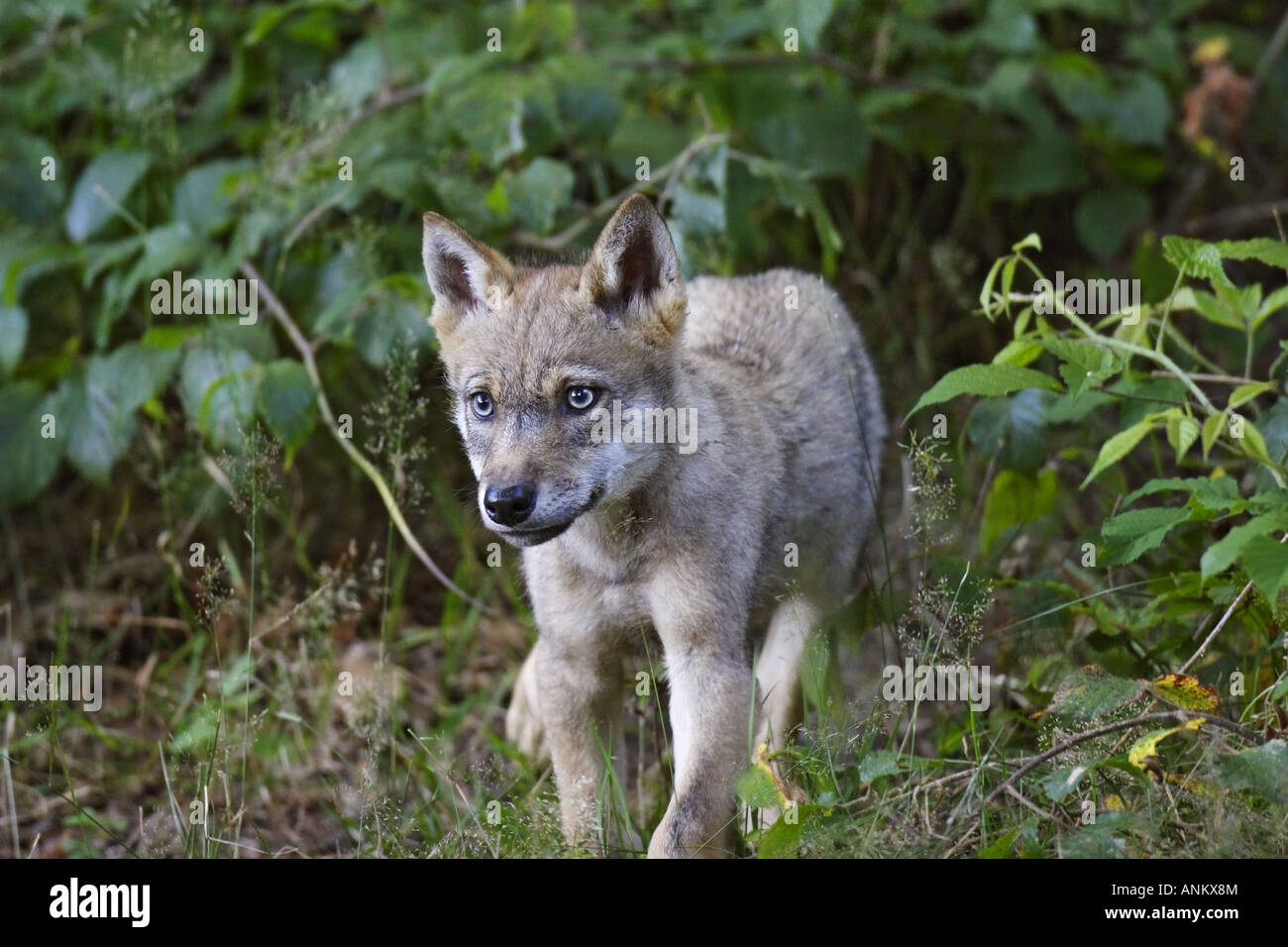 Junger Wolf, child, baby, Canis lupus, wolves Stock Photo - Alamy