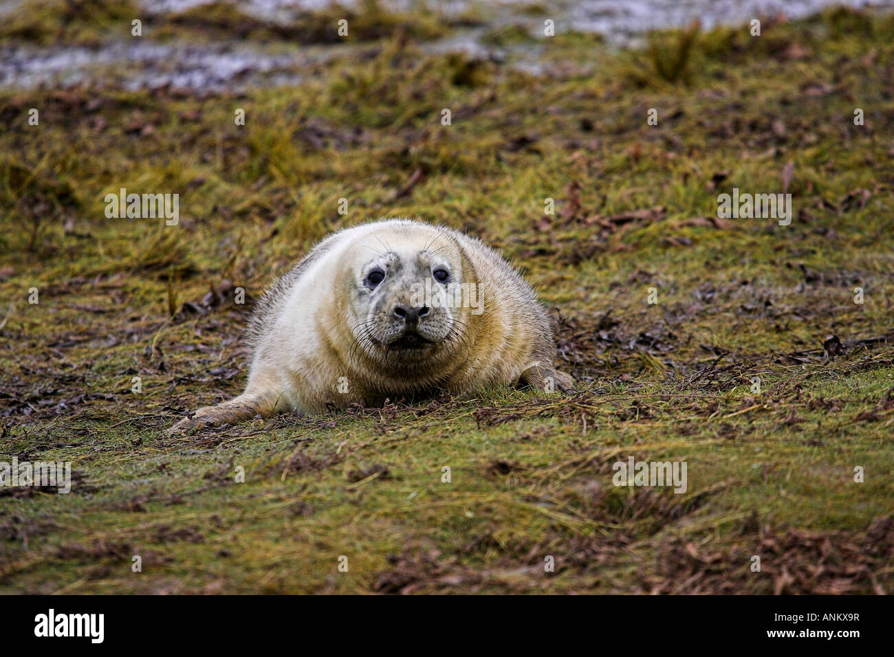 grumpy looking seal pup on the beach at donna nook in the united kingdom Stock Photo - Alamy