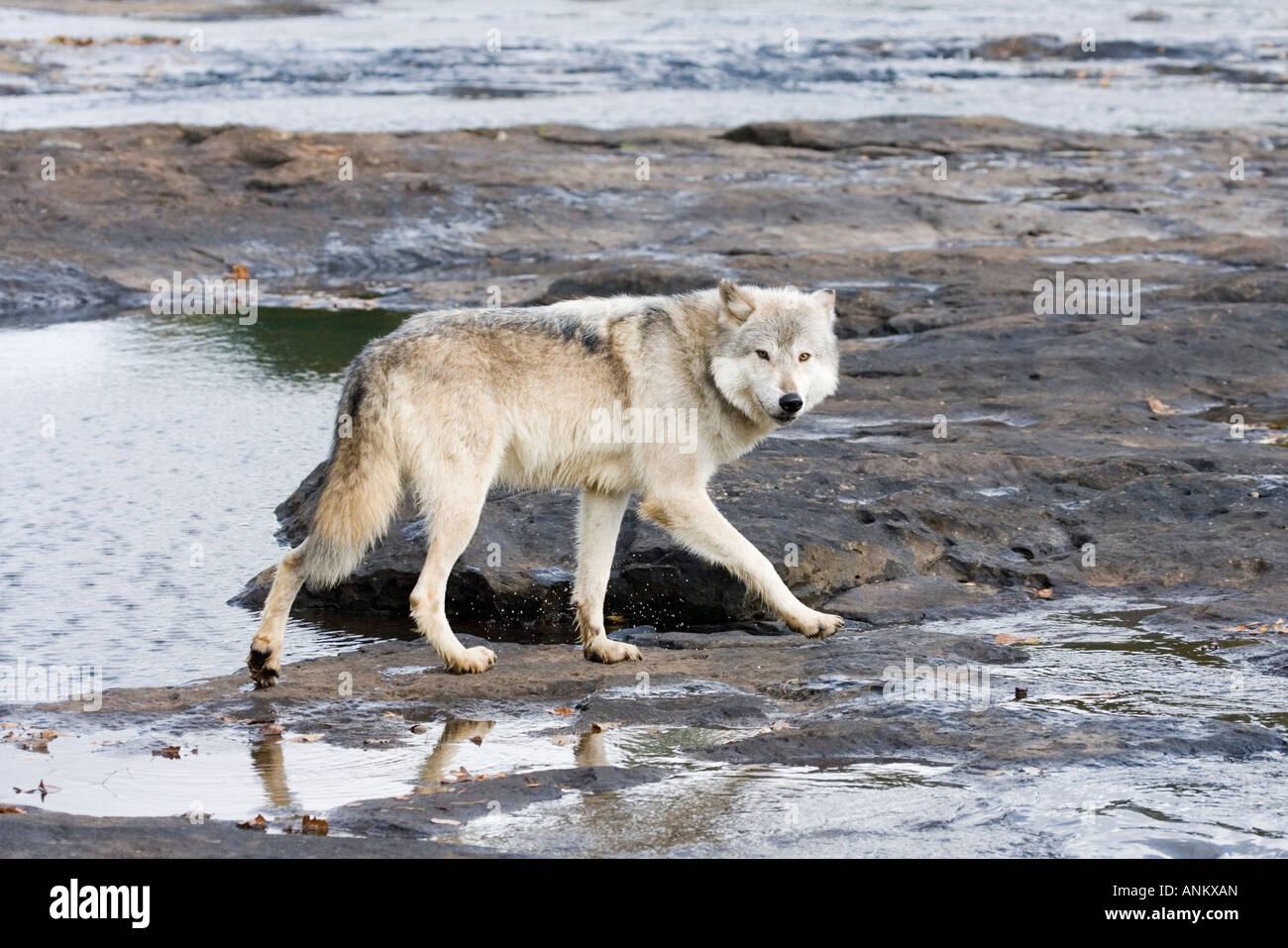 Gray Wolf Canis lupus Sandstone Pine County Minnesota United States 28 ...