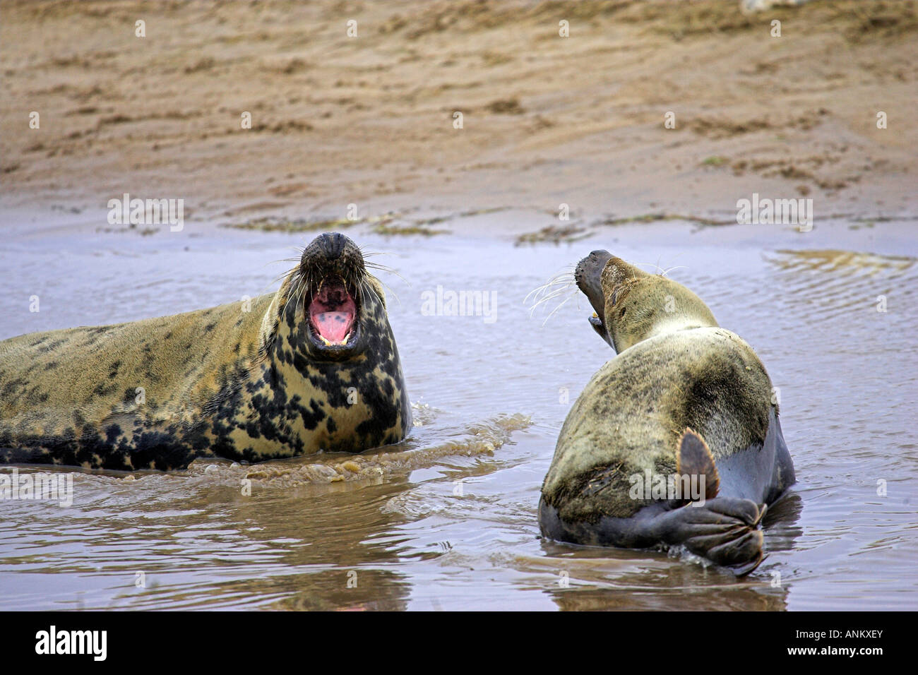 grey seals at donna nook, fighting on the beach Stock Photo - Alamy