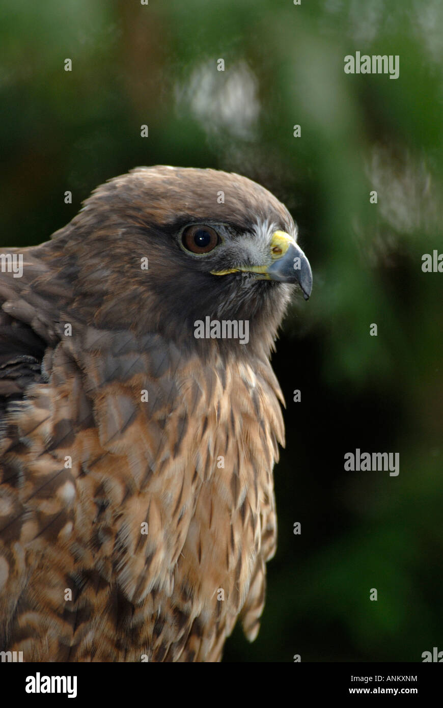 Red Tailed Hawk Buteo jamaicensis Order FALCONIFORMES - Family ...