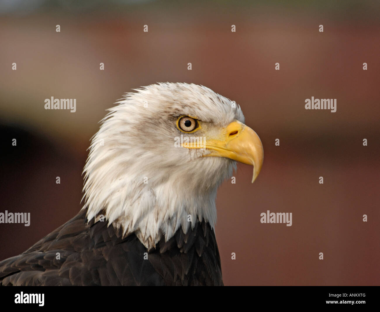 Bald Eagle (Haliaeetus leucocephalus) Symbolic Icon Iconic Fish-eater ...