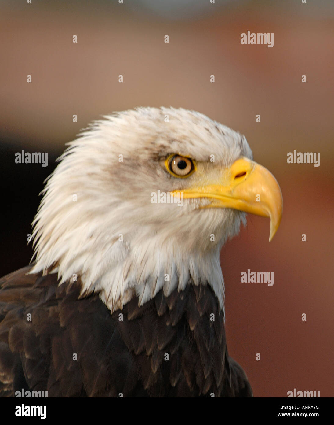 Bald Eagle (Haliaeetus leucocephalus) Symbolic Icon Iconic Fish-eater ...