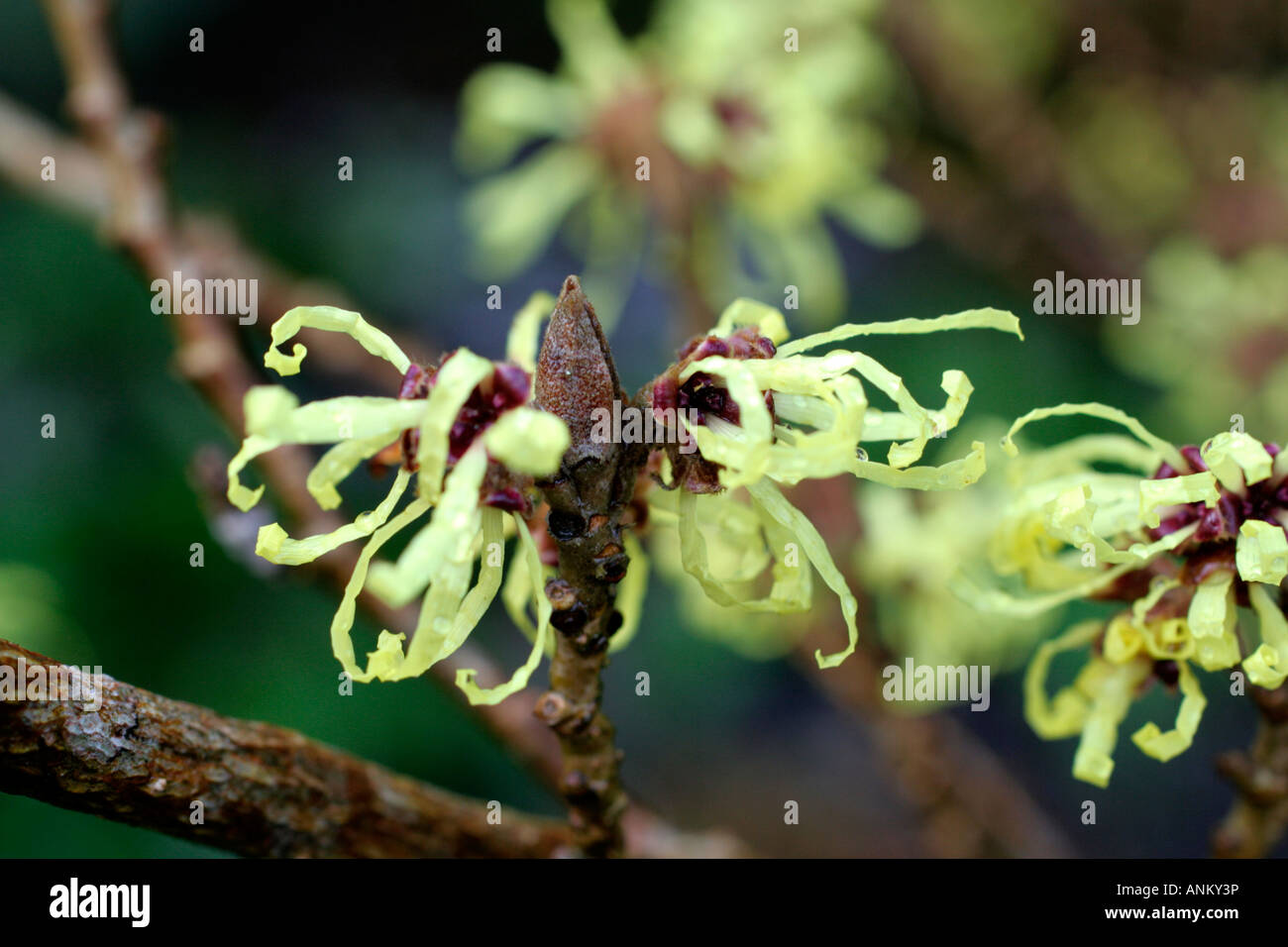 HAMAMELIS X INTERMEDIA SUNBURST Stock Photo - Alamy
