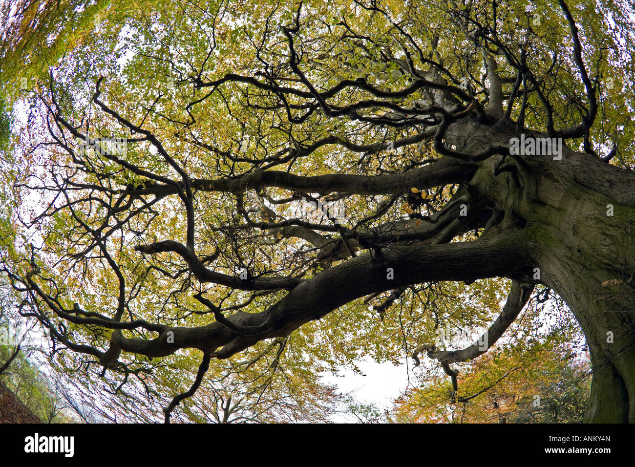 Ancient Beech Tree on the Cotswold Way, Crickley Hill Country Park ...