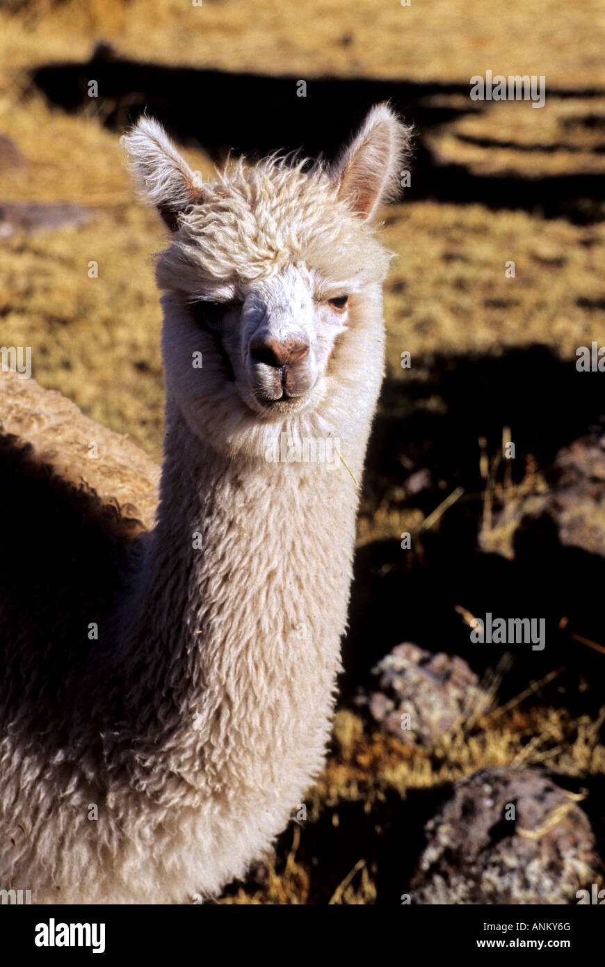 Alpaca at the Incan ruins of Sillustani near Puno Lake Titicaca Peru ...