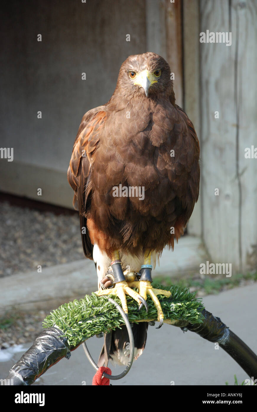 bird of prey on perch Stock Photo - Alamy