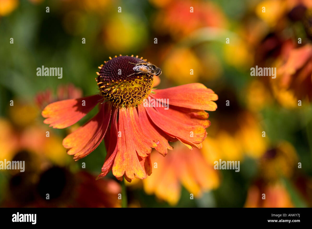 Colourful helenium hi-res stock photography and images - Alamy