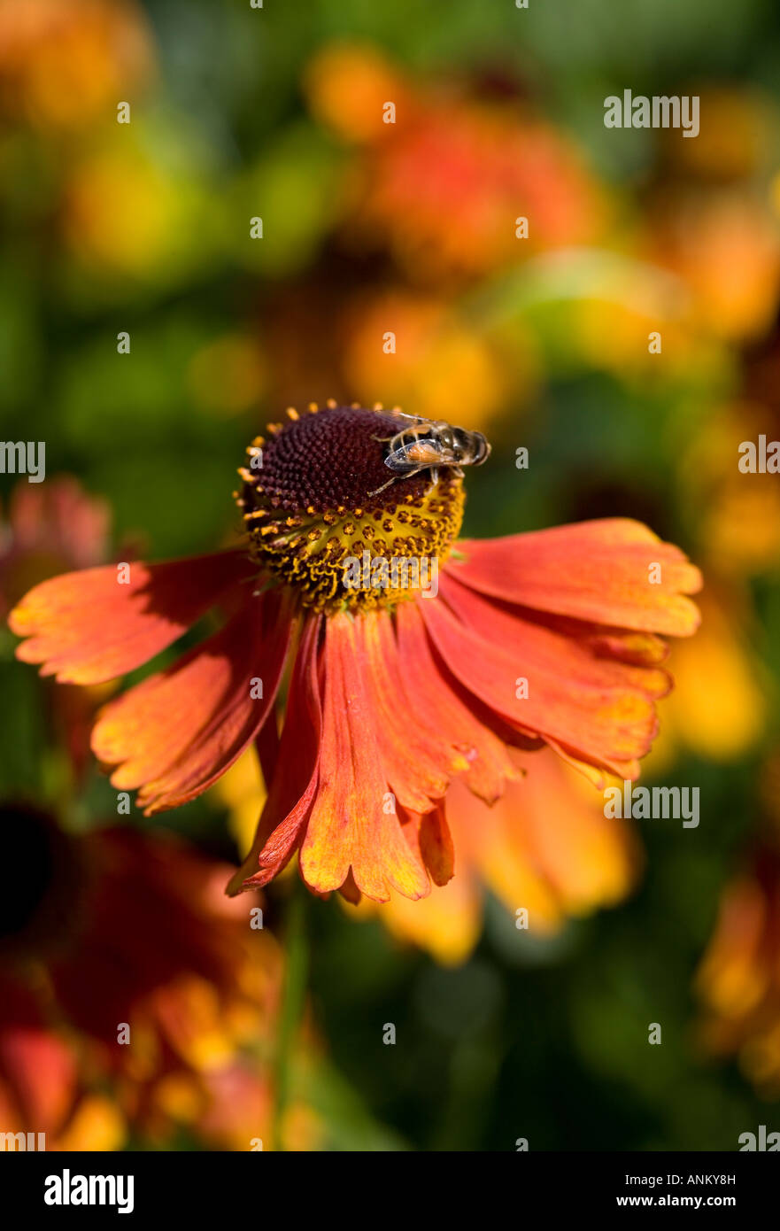 Helenium flower hi-res stock photography and images - Alamy
