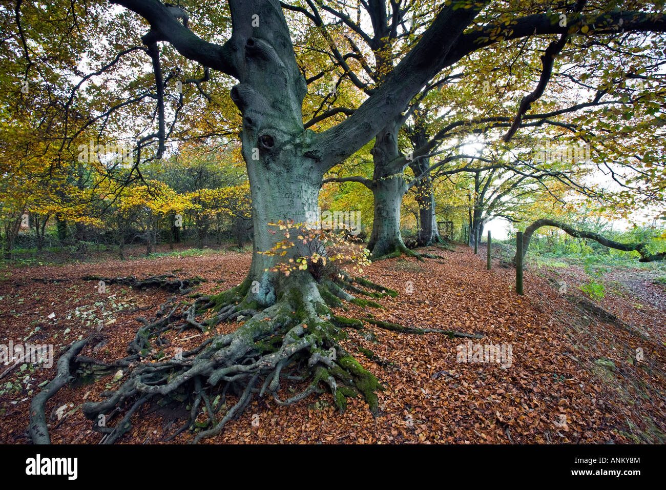 Ancient Beech Trees on the Cotswold Way, Crickley Hill Country Park ...