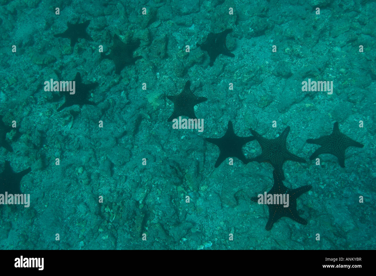 Gulf Star (Oreaster spp), Galapagos Islands, Ecuador Stock Photo - Alamy
