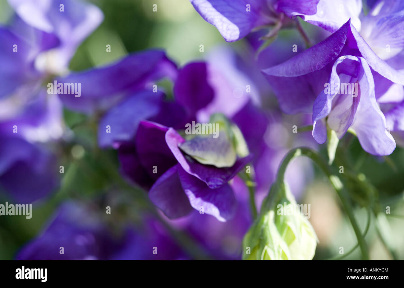 Purple Sweet peas Stock Photo - Alamy