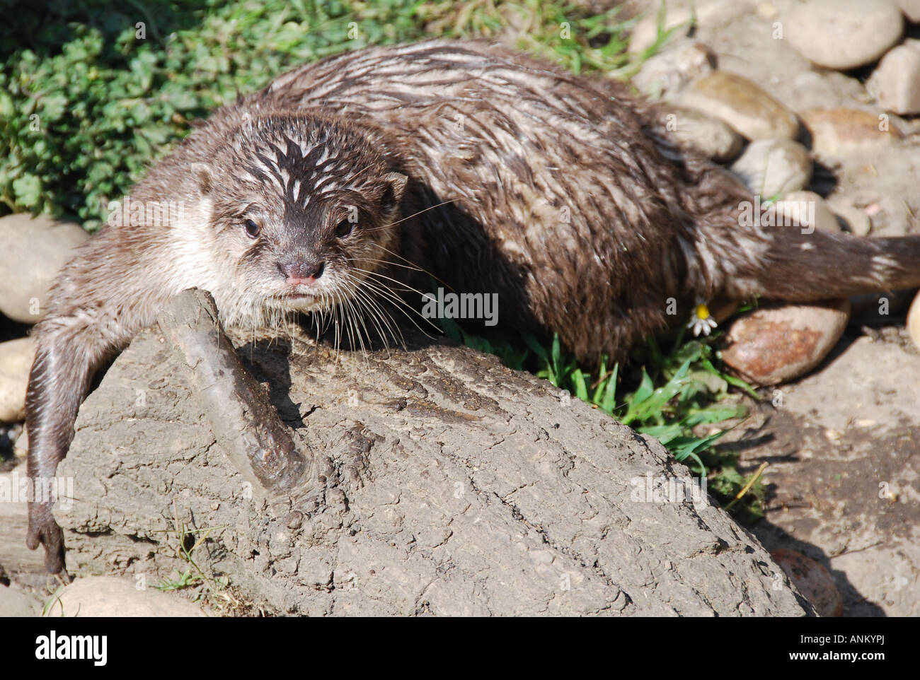 otter on rock Stock Photo - Alamy