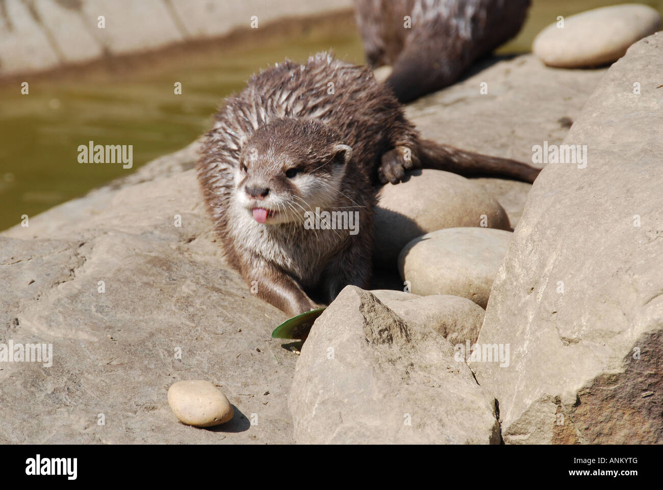 otter on rock Stock Photo - Alamy