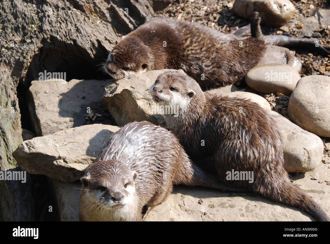 Otters on rocks hi-res stock photography and images - Alamy