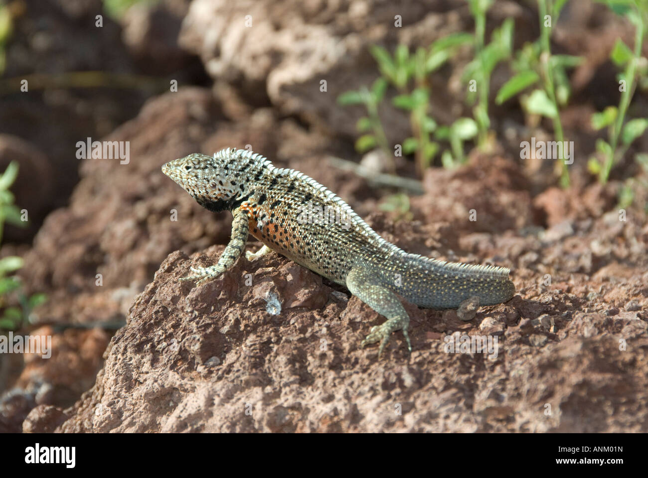 Tropidurus spp hi-res stock photography and images - Alamy