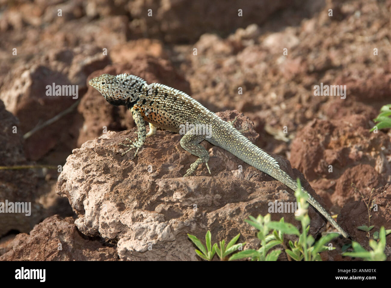 Lava lizard (Tropidurus spp) on red volcanic rock. Galapagos Islands ...