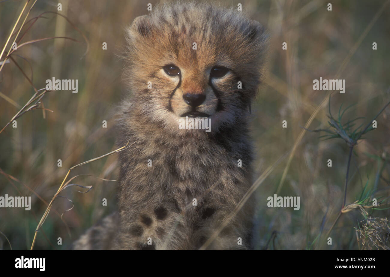 Fluffy cheetah cub hi-res stock photography and images - Alamy