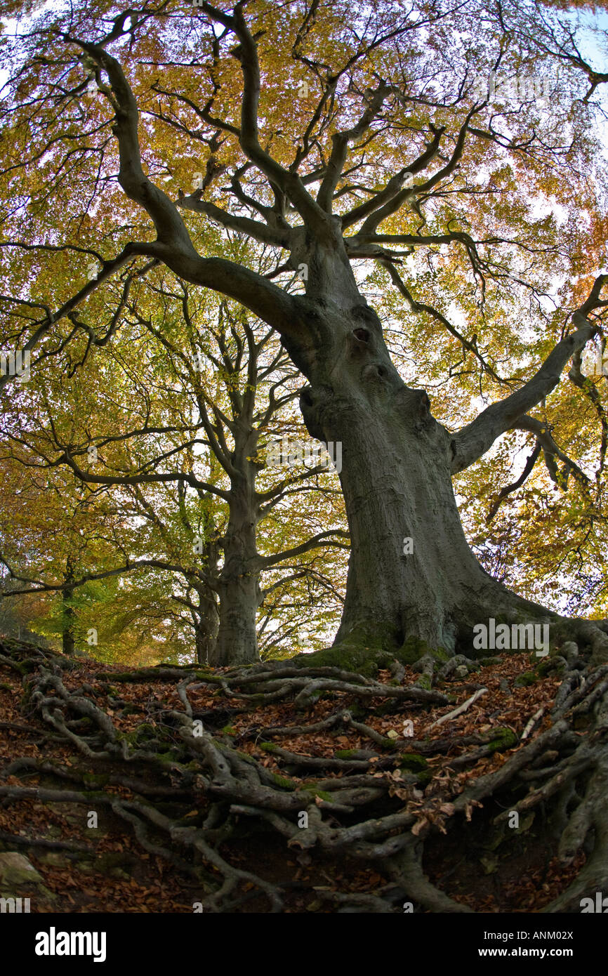 Ancient Beech Trees on the Cotswold Way, Crickley Hill Country Park ...