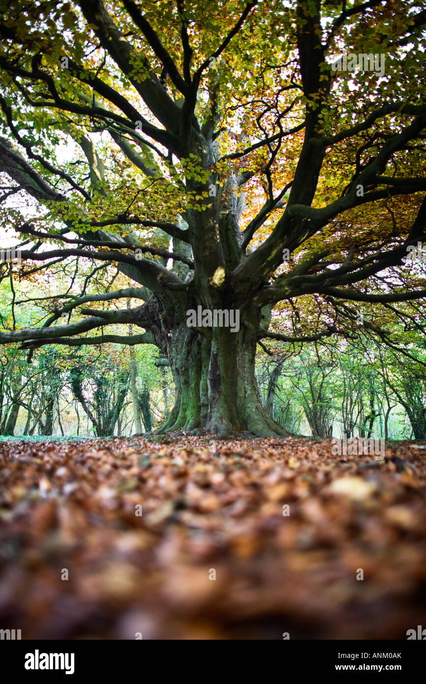 An ancient Beech Tree on the Cotswold Way, Crickley Hill Country Park ...