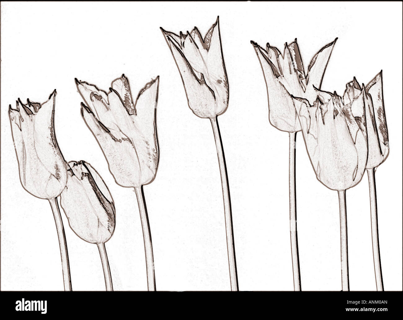 Simple Tulip Flower Sketches