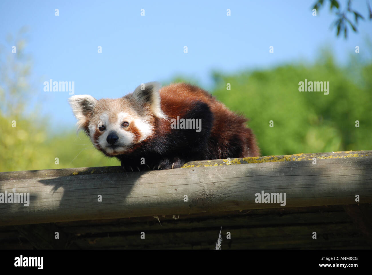 red panda on log Stock Photo - Alamy