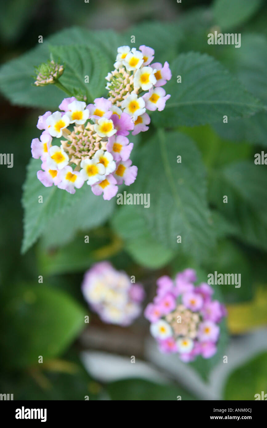 small flower bunches Stock Photo - Alamy