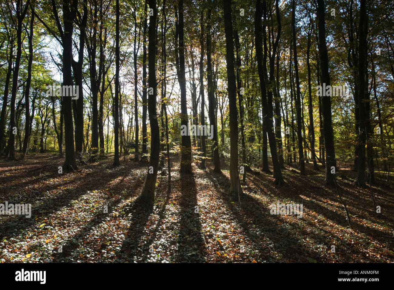 Woodland shadow hi-res stock photography and images - Alamy