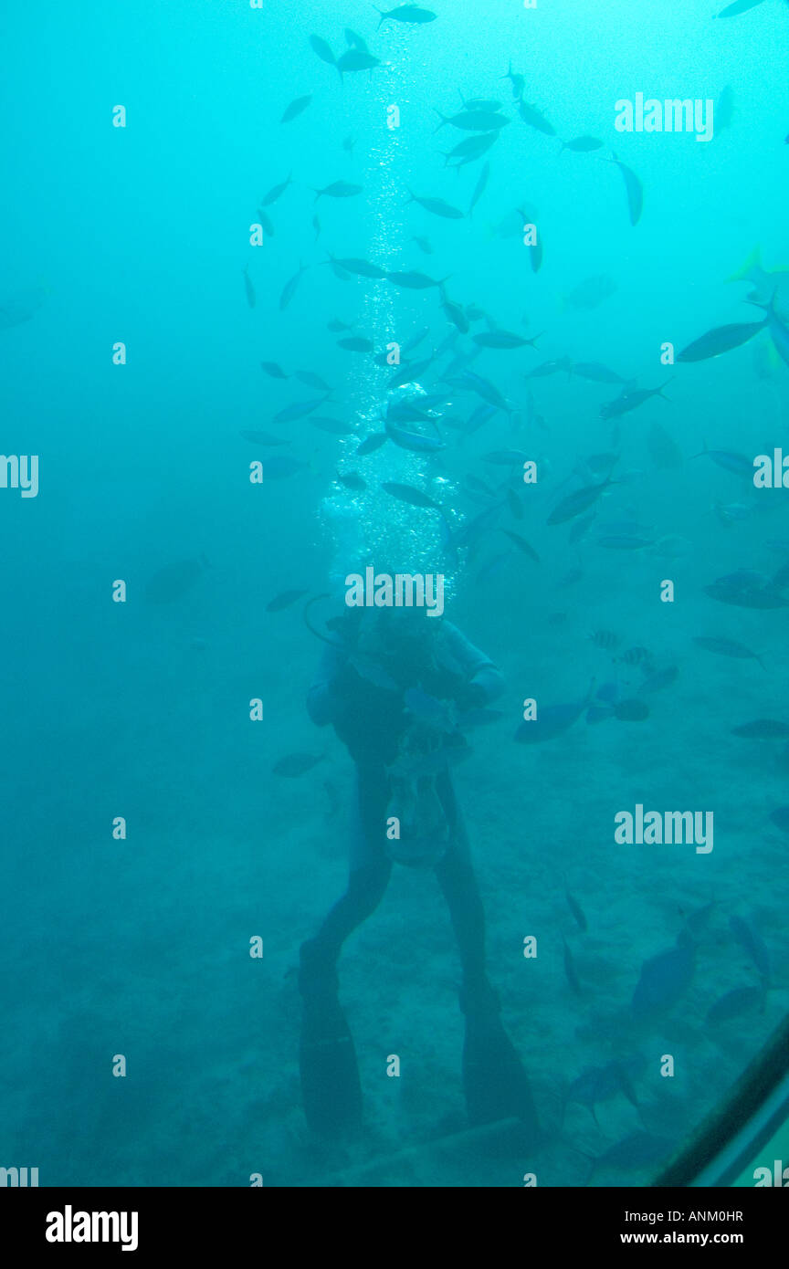 Diver feeding fish Stock Photo - Alamy