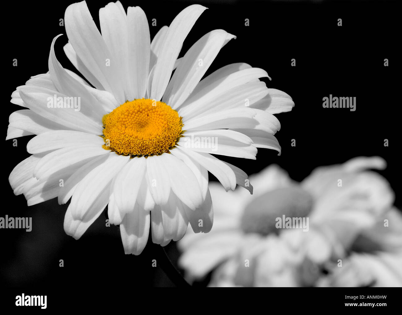 three daisies creative art horizontal picture Stock Photo - Alamy