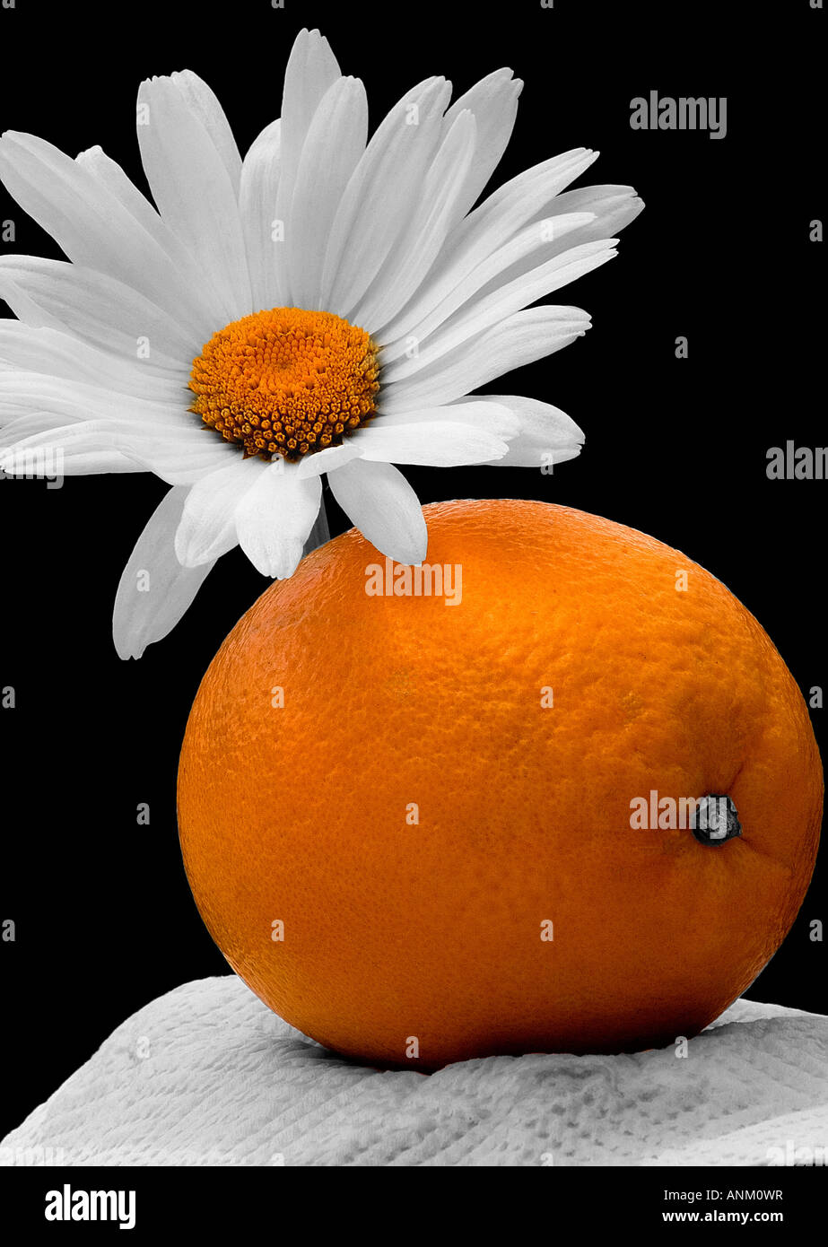 Orange and daisy creative vertical picture Stock Photo - Alamy