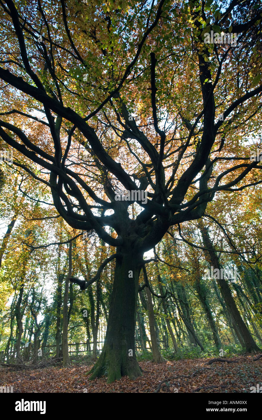 An ancient Beech tree in autumnal colours on the Cotswold Way, Standish ...