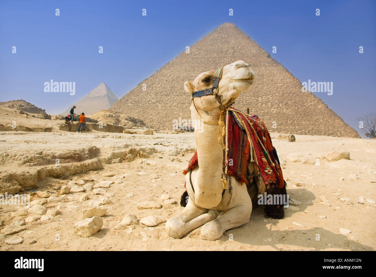 Camel at Giza pyramids Stock Photo - Alamy