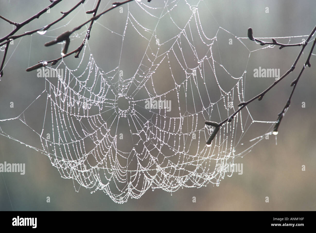 Spiders are not insects hi-res stock photography and images - Alamy